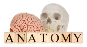 250+ Best Anatomy Trivia Questions and Answers (Easiest to Hardest)